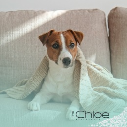 The Chloe | Community Perks